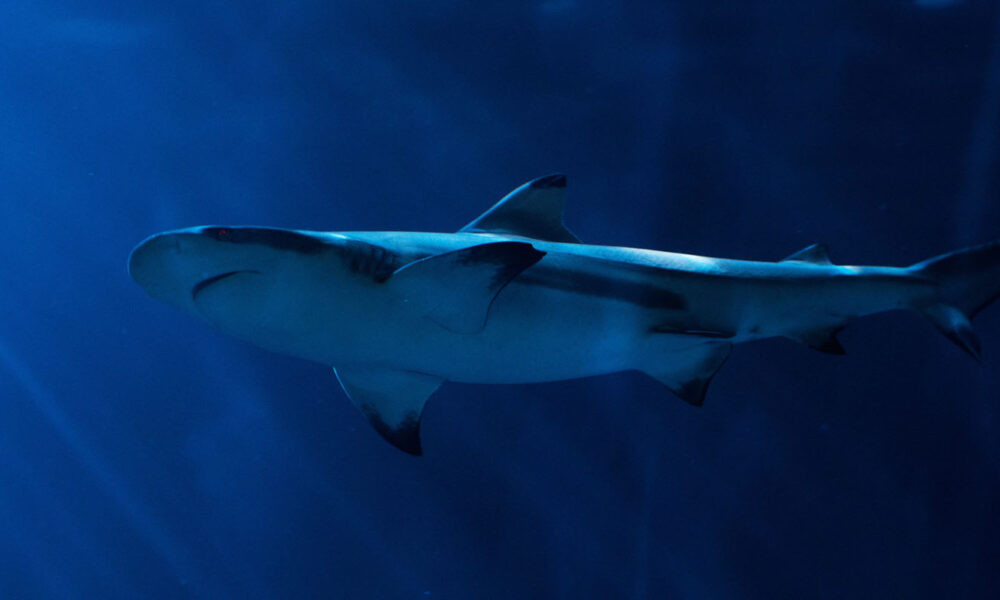 The Manliest Jobs You’ve Never Heard of - The Social Man