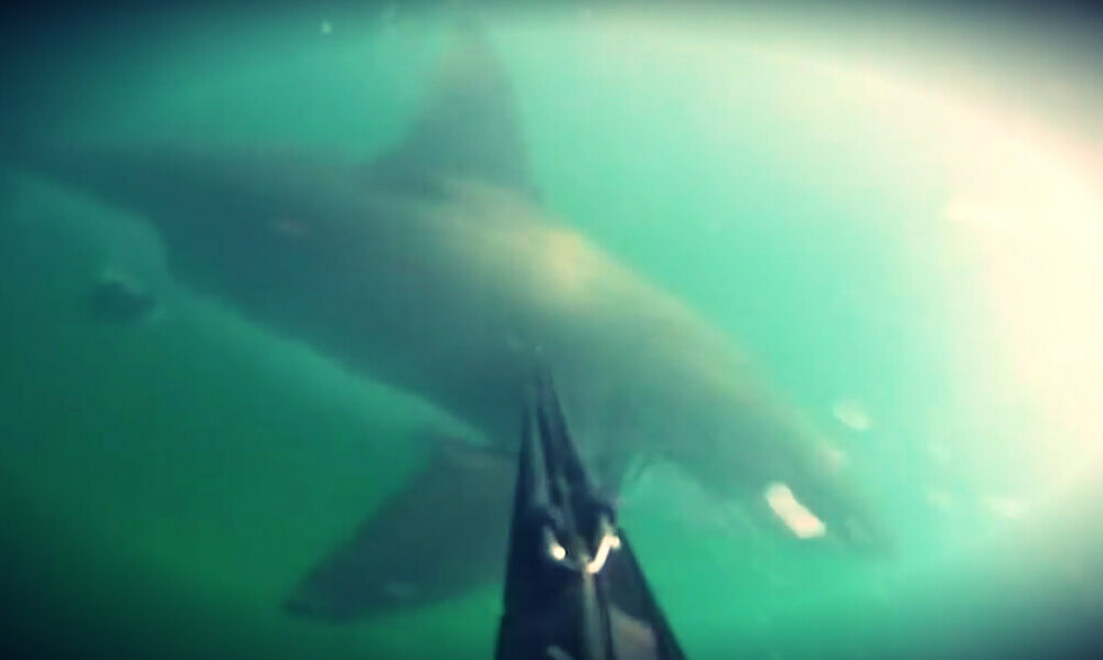 Not For The Faint Of Heart: Watch This College Student Fight A Shark